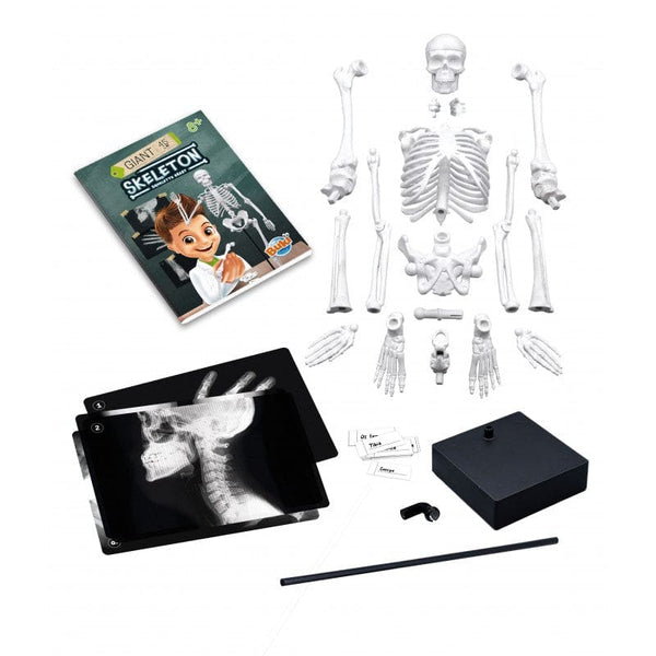 Skeleton 45cm Experiment Kit · BrightMinds UK