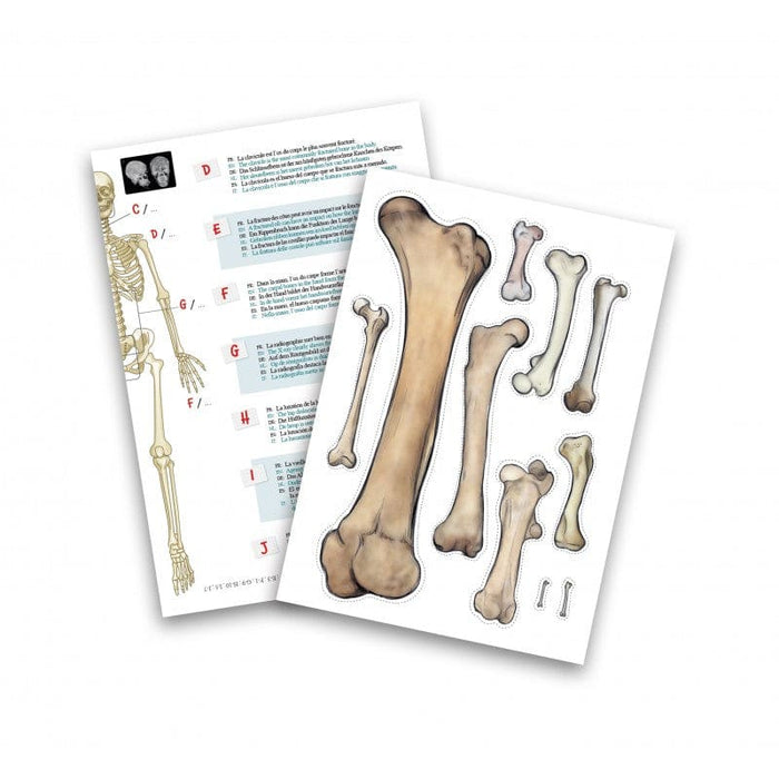 Skeleton 45cm Experiment Kit · BrightMinds UK