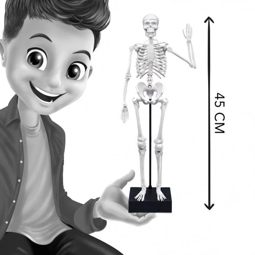 Skeleton 45cm Experiment Kit · BrightMinds UK