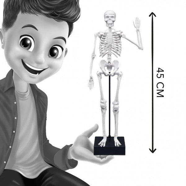 Skeleton 45cm · BrightMinds UK