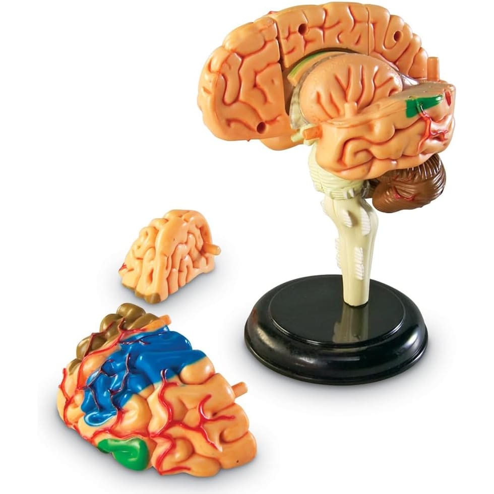 Brain Model Anatomy Brain Anatomy Stock Illustrations – 78,985 Brain