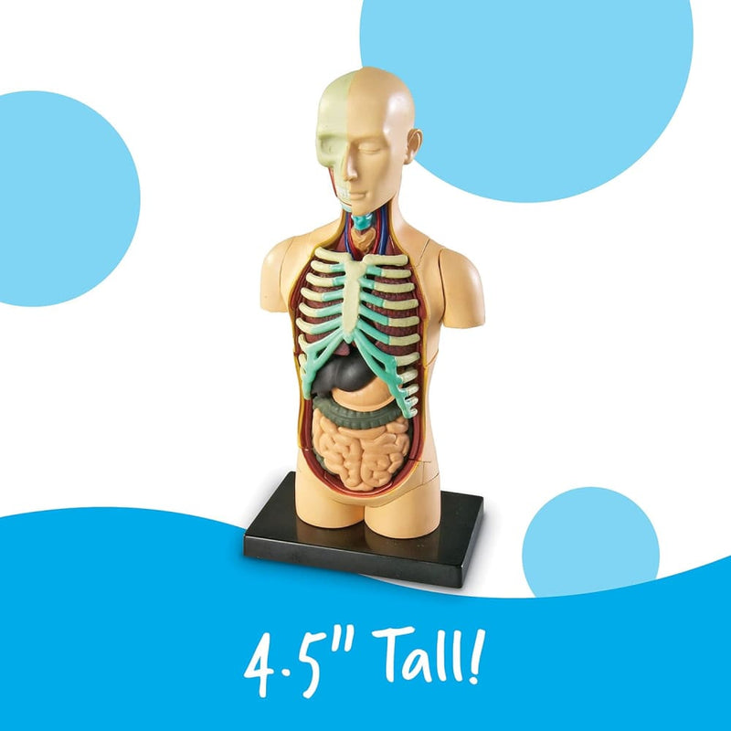 Learning Resources Human Body Anatomy Model | Learning Resources ...